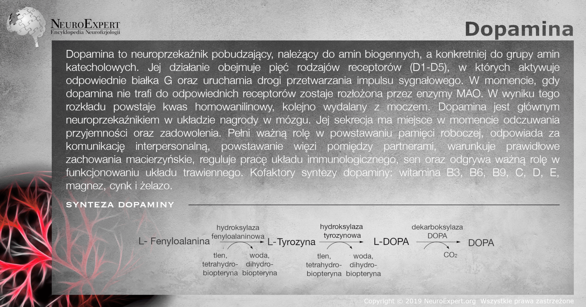 Dopamina - NeuroExpert - Encyklopedia Neurofizjologii
