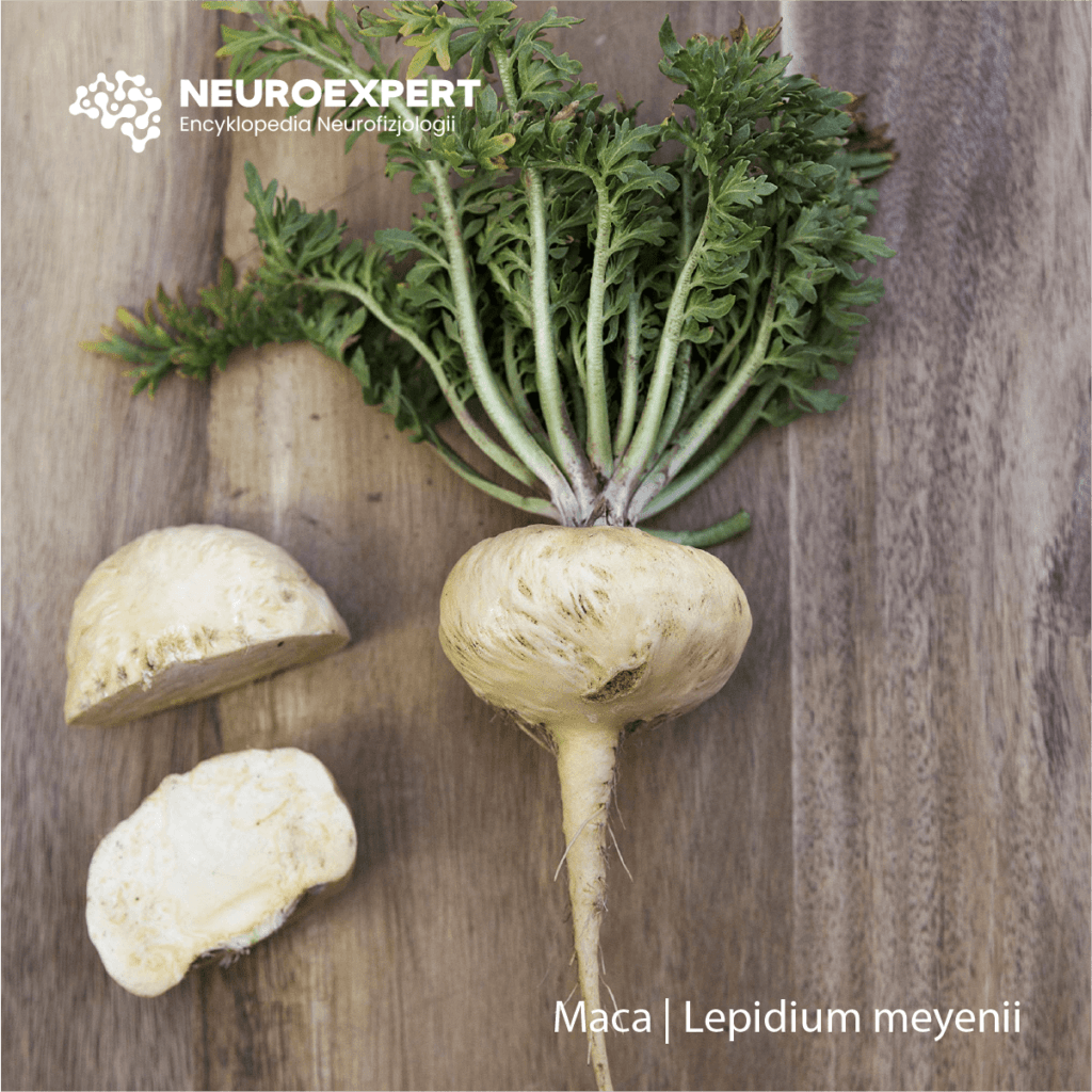 Maca | Lepidium meyenii - NeuroExpert - Encyklopedia Neurofizjologii