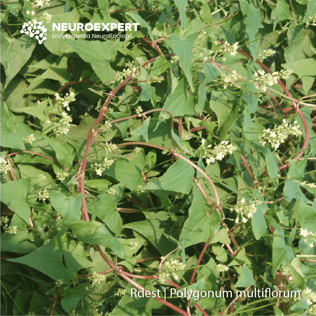 Rdest wielokwiatowy | Polygonum multiflorum - NeuroExpert ...