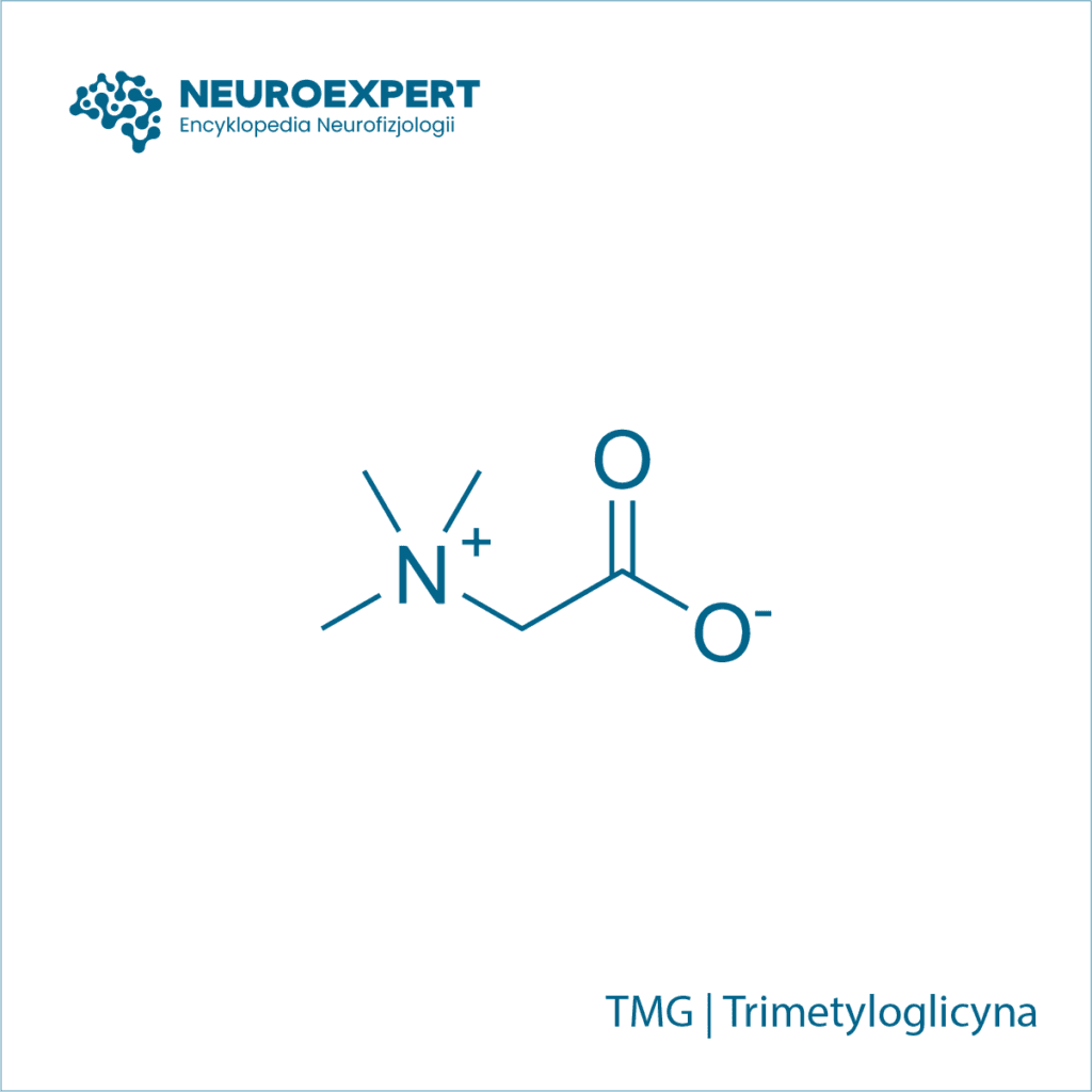 TMG | Trimetyloglicyna - NeuroExpert - Encyklopedia Neurofizjologii