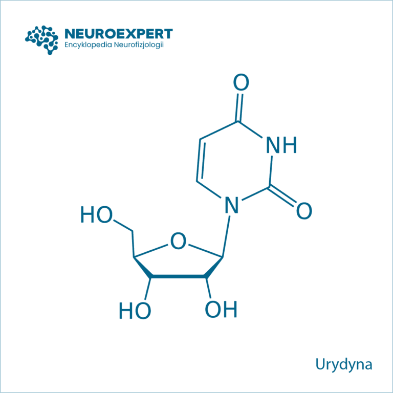Urydyna - NeuroExpert - Encyklopedia Neurofizjologii