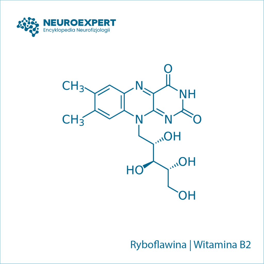 Ryboflawina | Witamina B2 - NeuroExpert - Encyklopedia Neurofizjologii