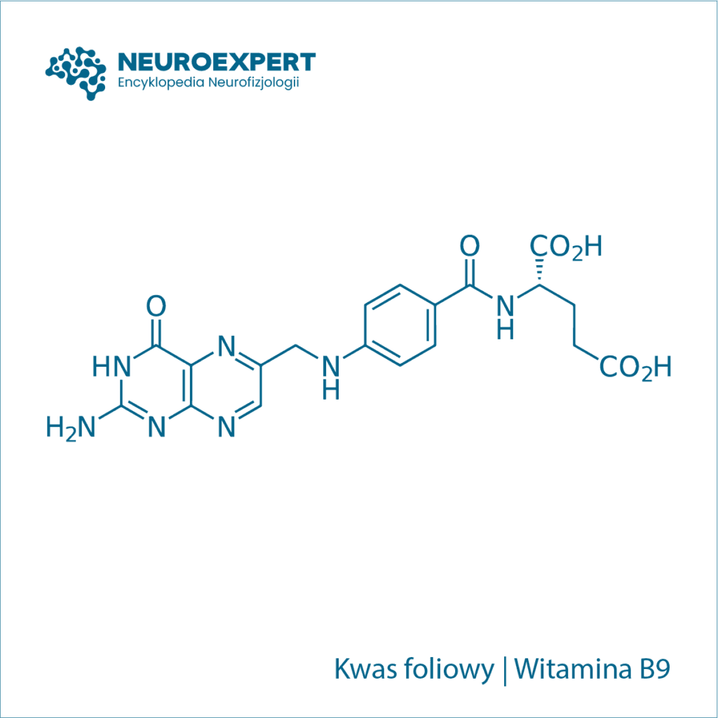 Kwas foliowy | Witamina B9 - NeuroExpert - Encyklopedia Neurofizjologii