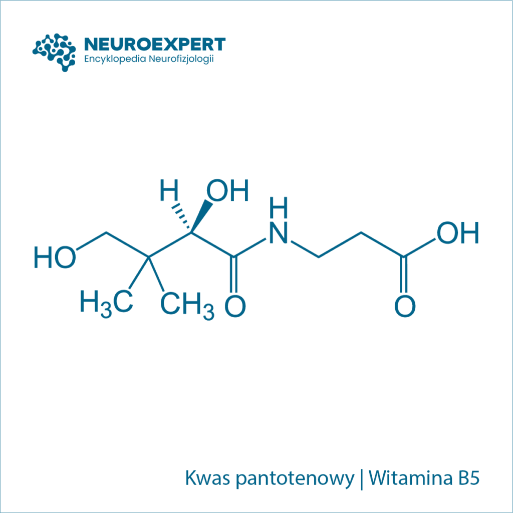 Kwas pantotenowy | Witamina B5 - NeuroExpert - Encyklopedia Neurofizjologii