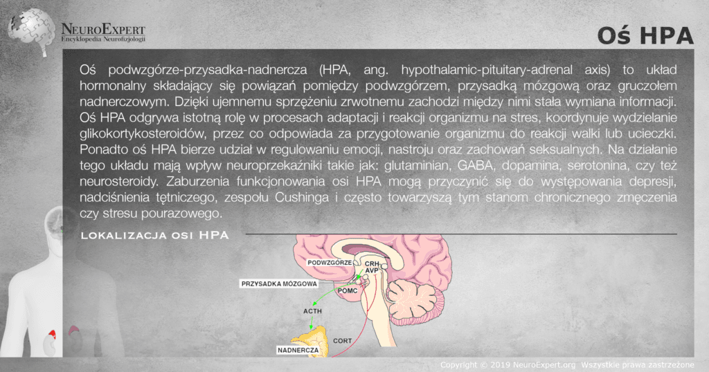 Oś podwzgórze-przysadka-nadnercza (HPA) - NeuroExpert - Encyklopedia ...
