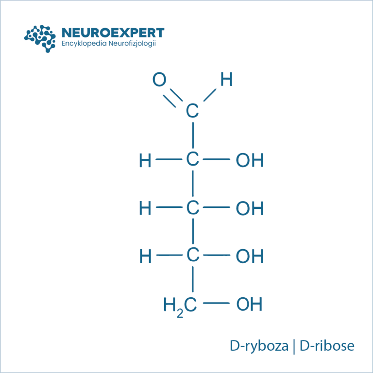 D-ryboza | D-ribose - NeuroExpert - Encyklopedia Neurofizjologii