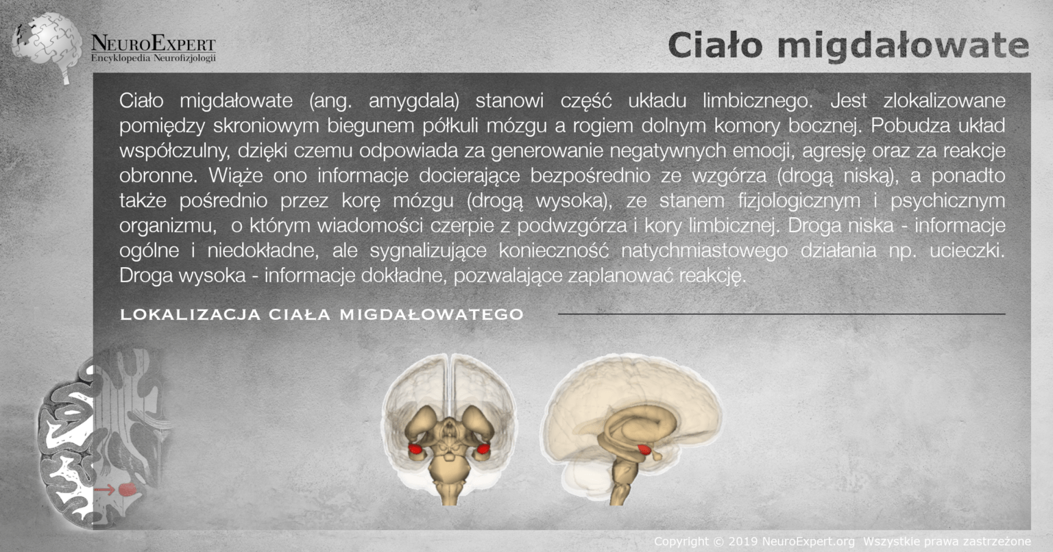 Ciało migdałowate - NeuroExpert - Encyklopedia Neurofizjologii